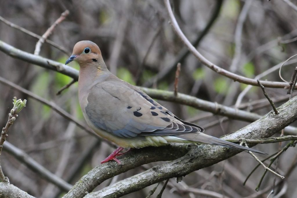 Mourning dove flocks signal summer’s end - Herald-Standard